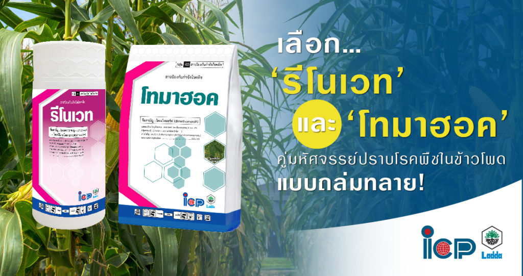 ระวัง! โรคพืชในข้าวโพด มีอะไรบ้าง จะแก้อย่างไรดี? ICP Ladda