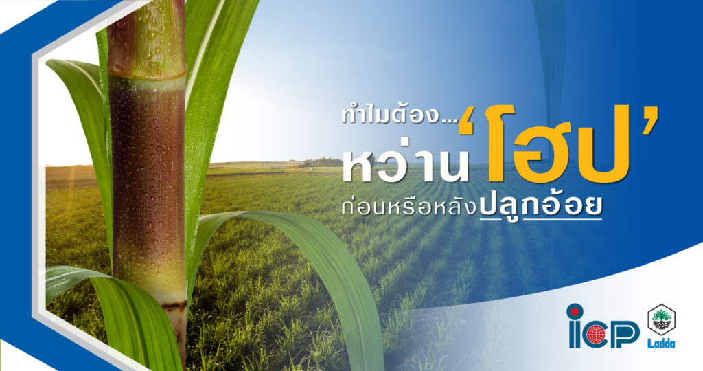 ทำไมต้องหว่านโฮป ก่อนหรือหลังปลูกอ้อย I ICP Ladda