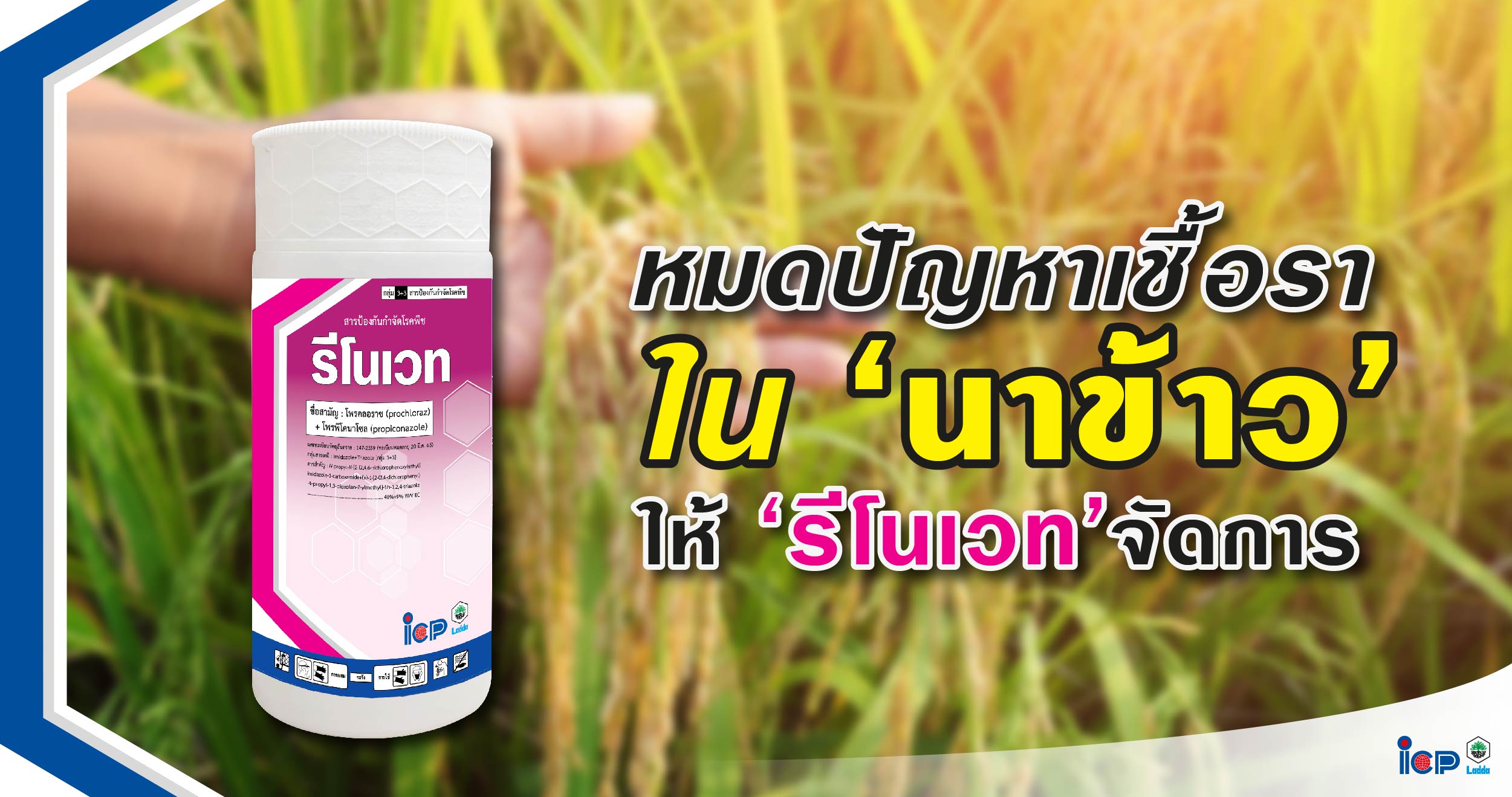 หมดปัญหาเชื้อราในนาข้าว ให้รีโนเวทจัดการ I ICP LADDA